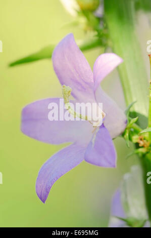 Chimney Bellflower (Campanula pyramidalis Stock Photo - Alamy