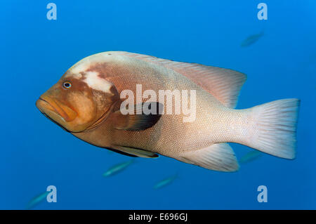 Redmouth grouper fish, Aethaloperca rogaa, with cleaner wrasse, "Red ...