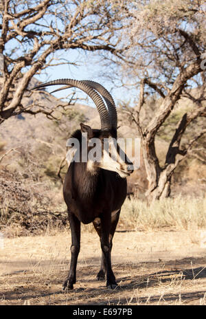 Sable Antelope (Hippotragus niger), Khomas Region, Namibia Stock Photo ...