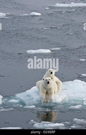 Polar Bears (Ursus maritimus), female with youngs, iceberg off Baffin ...