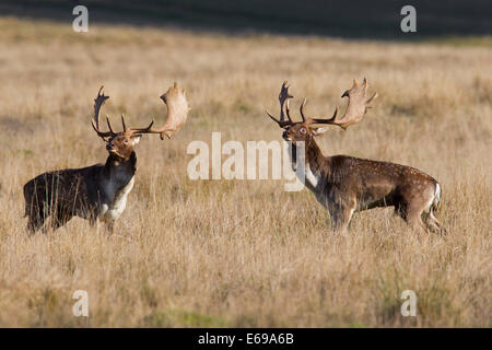 Two deer fighting each other in the mating season in the wild. India ...