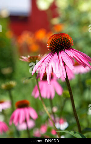 Close up of blossoming pink flowers with gentle petals and green leaves ...