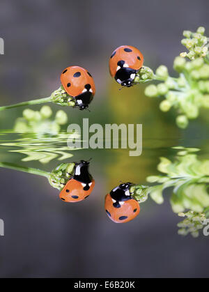 Reflection of lady in water Stock Photo - Alamy