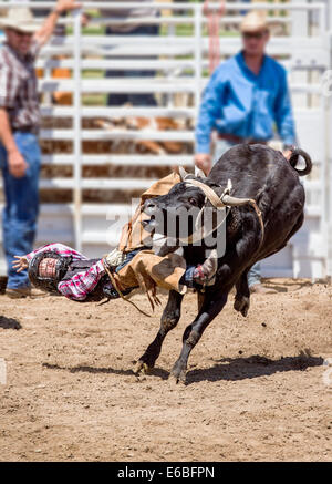 Bull rider in action. Small town weekly Bull Riding as a sport. Fox ...