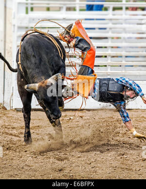 Bull rider in action. Small town weekly Bull Riding as a sport. Fox ...
