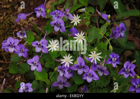 Chickweed and Longspurred Violet, Chestnut Top Trail, Great Smoky ...