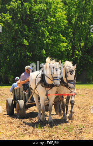 Team of Percheron Horses Pulling a Wagon, Virginia Percheron ...