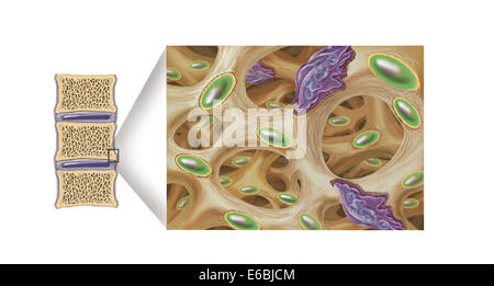 Osteoblast cell, illustration Stock Photo - Alamy