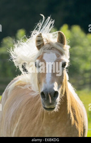 Haflinger horse with a long mane Stock Photo - Alamy