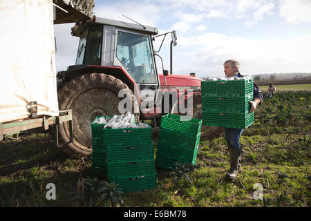 Colin Andrews with his son Ben holding Cavolo nero in the fields of ...
