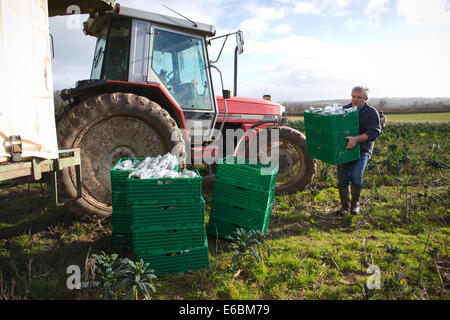 Colin Andrews with his son Ben holding Cavolo nero in the fields of ...