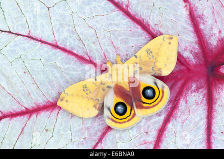 Automeris Io - Male Io Moth -- Yellow Fuzzy Moth on white background ...