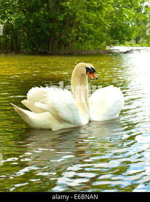 Two white mute swans with wings busking looking at each other in the ...