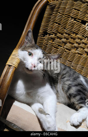 A cat on a wooden chair Stock Photo - Alamy
