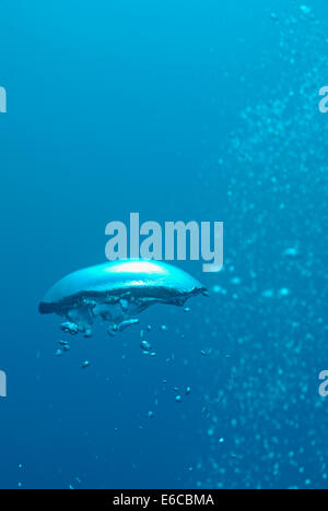Underwater view of bubbles rising to the surface, bubbles from divers ...