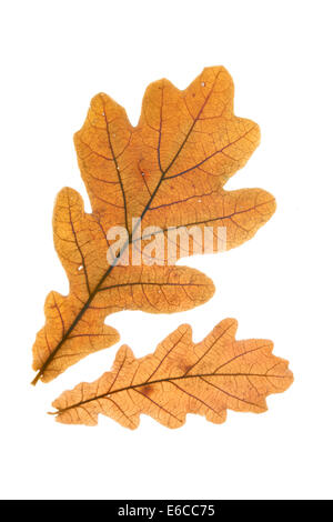 Two beautiful yellow dry fallen maple leaves on a yellow background ...