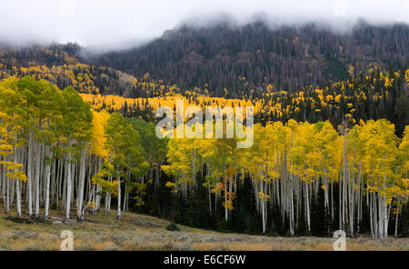UTAH. USA. Engelmann spruce trees (Picea engelmannii). Cirque in Bear ...
