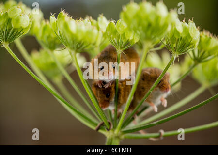 harvest mice in hedge parsley Stock Photo - Alamy