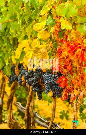 USA, Eastern Washington. Cabernet Sauvignon grapes ready for harvest in ...