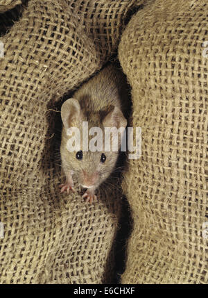 House mouse mus domesticus Stock Photo - Alamy