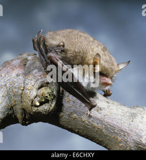 Natterer’s Bat - Myotis nattereri Stock Photo - Alamy