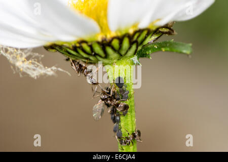 Lice and Ants on the stem of a flower Stock Photo - Alamy
