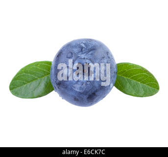 One green blueberry leaf isolated on white Stock Photo - Alamy
