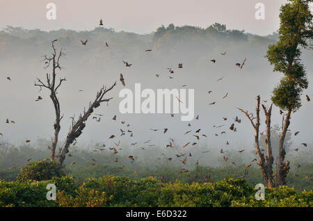 Straw-coloured fruit bats (Eidolon helvum) taking off from daytime ...