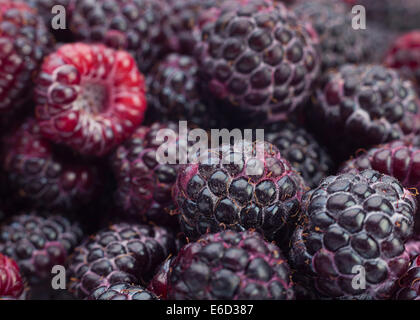 Black raspberry Cumberland closeup background Stock Photo - Alamy