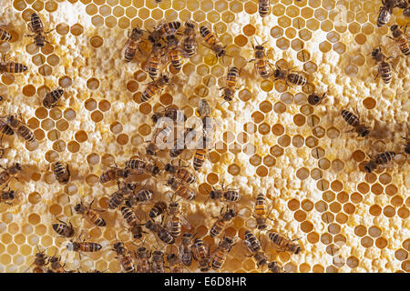 English worker honeybees tending and feeding larvae brood in cells ...
