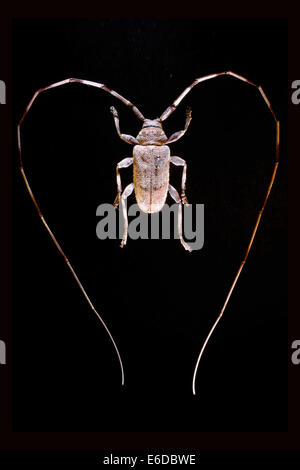 Coleoptera; Cerambycidae; Acanthocinus aedilis; Timberman beetle; male ...