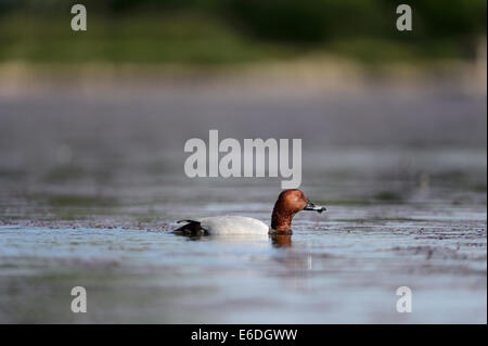 common pochard duck in a swamp in la Dombes region, Ain department ...