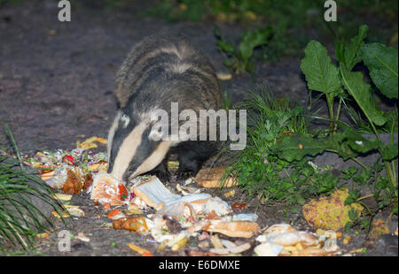 Badgers feeding on restaurant waste from the Badger Bar in Rydal, Lake ...