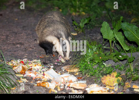 Badgers feeding on restaurant waste from the Badger Bar in Rydal, Lake ...
