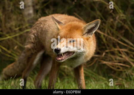 Red Fox snarling Stock Photo - Alamy