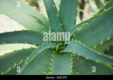 Aloe mutabilis native to South Africa Stock Photo - Alamy