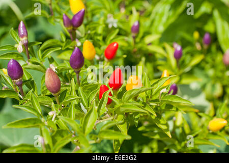 Ornamental pepper (Capsicum Annuum Prairie Fire) plant - USA Stock ...