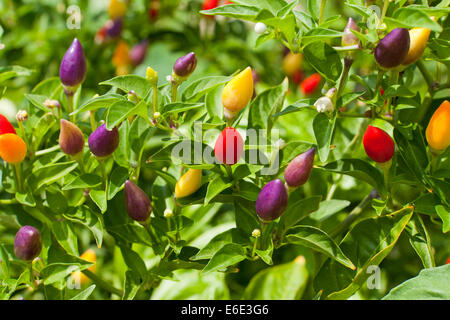 Ornamental pepper (Capsicum Annuum Prairie Fire) plant - USA Stock ...