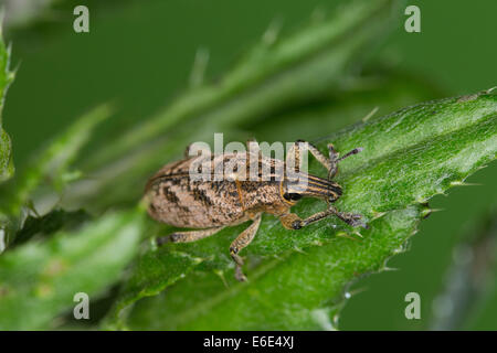 Sluggish weevil, Large Thistle Weevil, Distelgallenrüssler, Distel ...