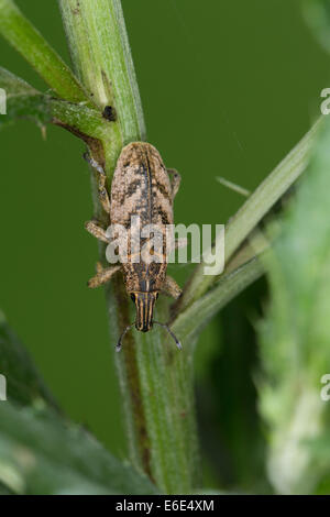 Sluggish weevil, Large Thistle Weevil, Distelgallenrüssler, Distel ...