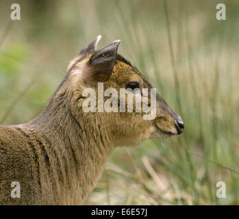 Muntjac Deer (Muntiacus reevesi). Head of a male showing 'tusks' and ...