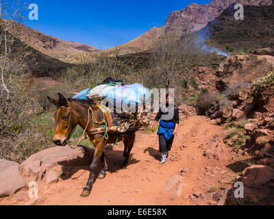 horse carrying heavy load in Tayrona National Park, Colombia, South ...