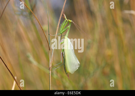 Newly hatched Praying Mantis on egg case, Bahrain, Arabian Gulf Stock ...
