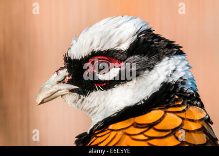 Reeves's pheasant (Syrmaticus reevesii), portrait, female, prone ...