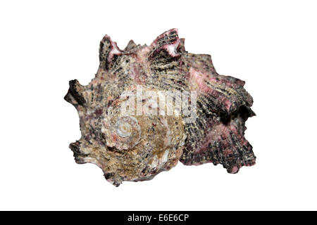 Sea shell, Dolphin shell (Angaria delphinus), close-up Stock Photo - Alamy