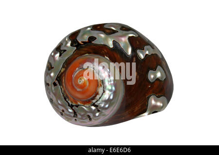 African Turbo Shell Turbo Samarticus Stock Photo - Alamy