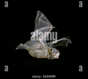 Leisler's bat flying {Nyctalus leisleri} Germany Stock Photo - Alamy