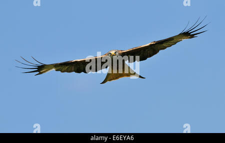 Red Kite chick and Egg in nest Stock Photo - Alamy