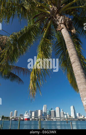 PALM TREES WATSON ISLAND DOWNTOWN SKYLINE BISCAYNE BAY MIAMI FLORIDA ...