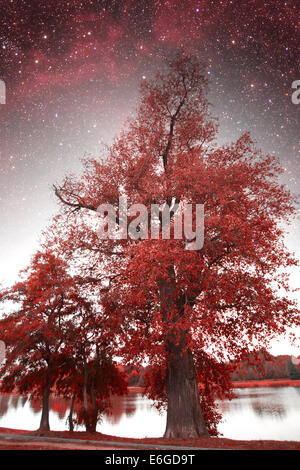 spring night infrared photography. Elements of this image furnished by ...